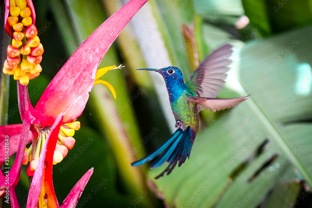 hummingbird Stock Photo | Adobe Stock