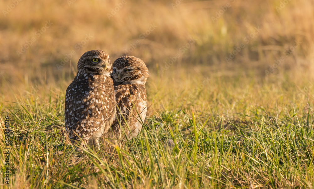 Pareja de lechuzas paradas sobre el pasto, la primera mirando hacia ...