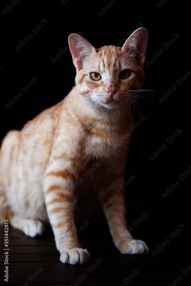 GATO AMARELO Stock Photo | Adobe Stock