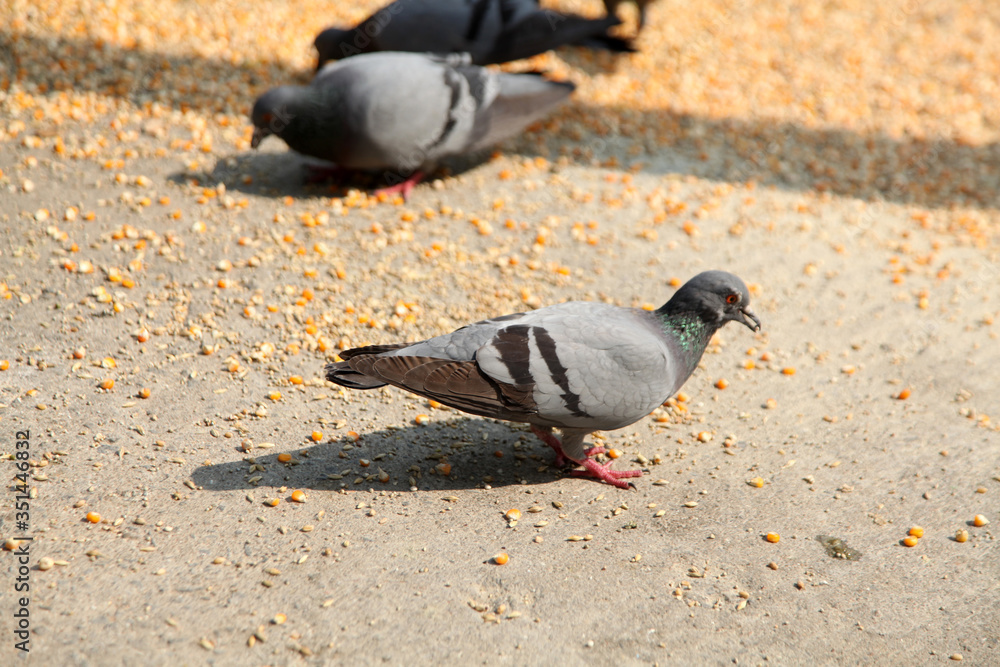 Pegions in the city street, pegions or doves inhabited the city street ...
