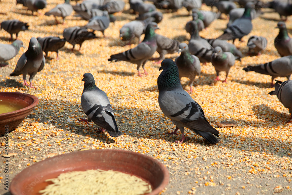 Pegions in the city street, pegions or doves inhabited the city street ...