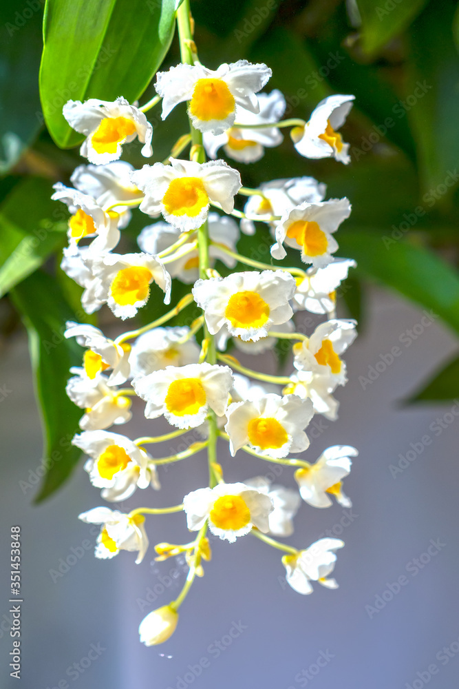 Dendrobium Aphyllum orchids flowers bloom in spring adorn the beauty of ...