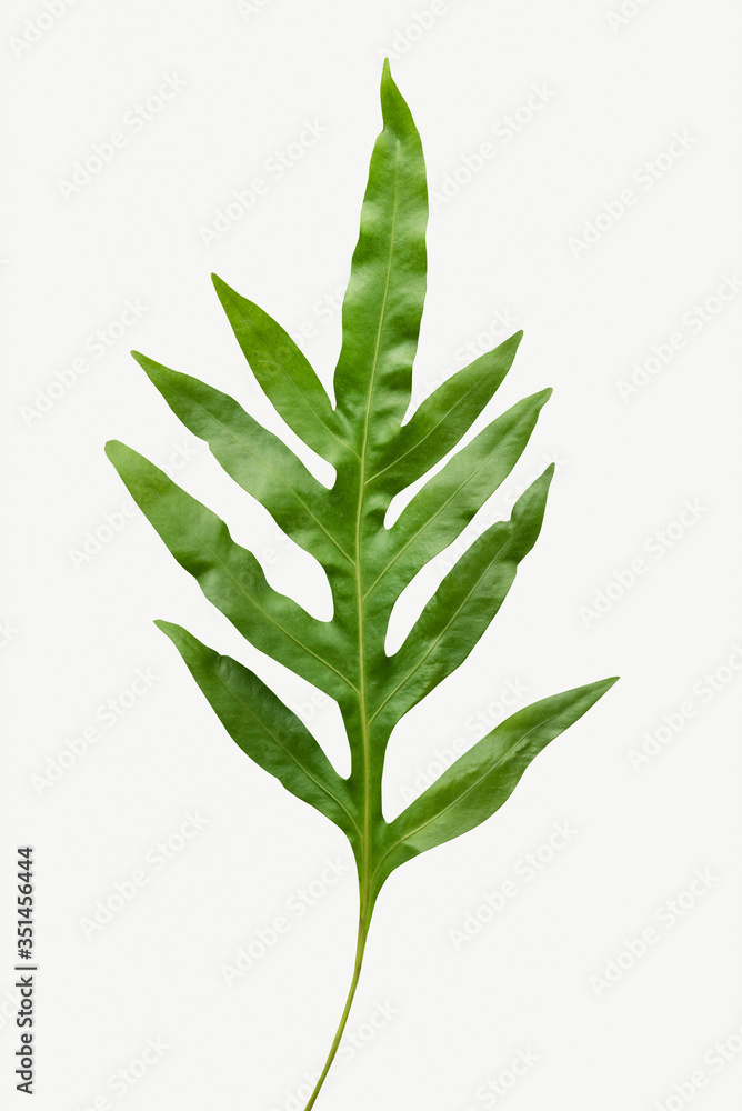 Doryopteris nobilis leaves isolated on white background mockup Stock ...