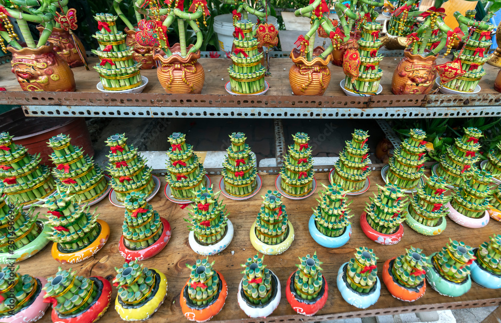 Dracaena fragrans tree is meant to bring homeowners good luck in life ...