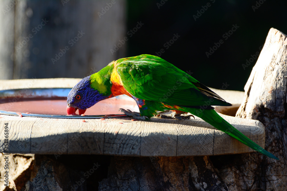 Eclectus noble parrot Stock Photo | Adobe Stock
