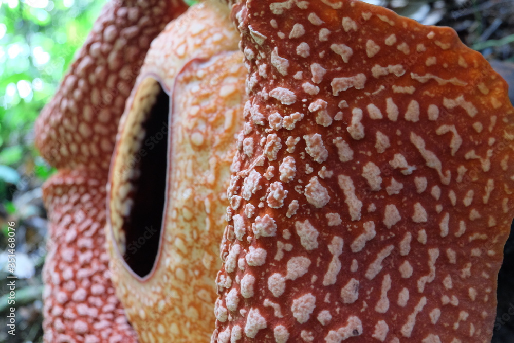 Full-bloomed Rafflesia arnoldii flower in Bengkulu forest Stock Photo ...