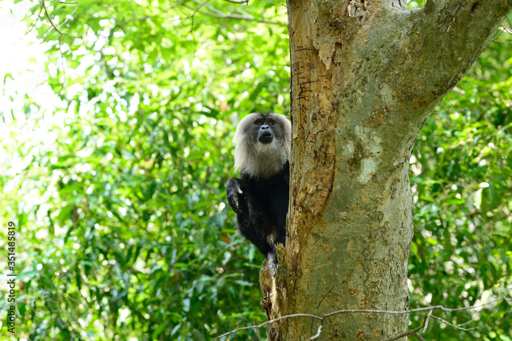 The lion-tailed macaque (Macaca silenus), or the wanderoo, is an Old ...