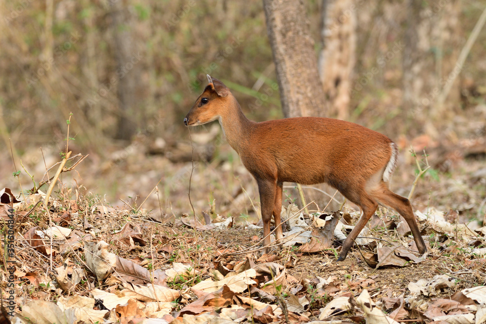 The Indian muntjac also called the southern red muntjac and barking ...