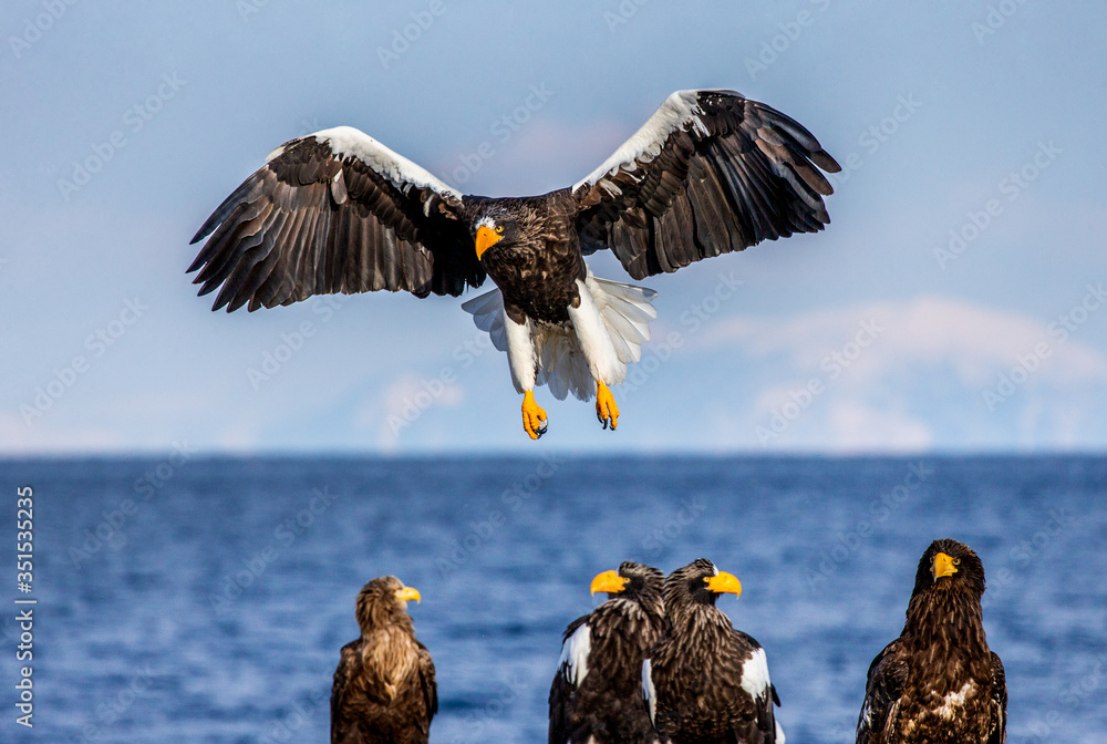 Group of the Steller's sea eagles and White-tailed eagles on the pier ...