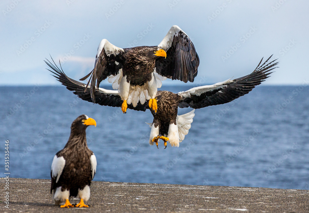 Group of the Steller's sea eagles and White-tailed eagles on the pier ...