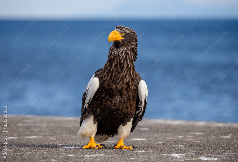 Steller's sea eagle is sitting on a concrete pier against the ...