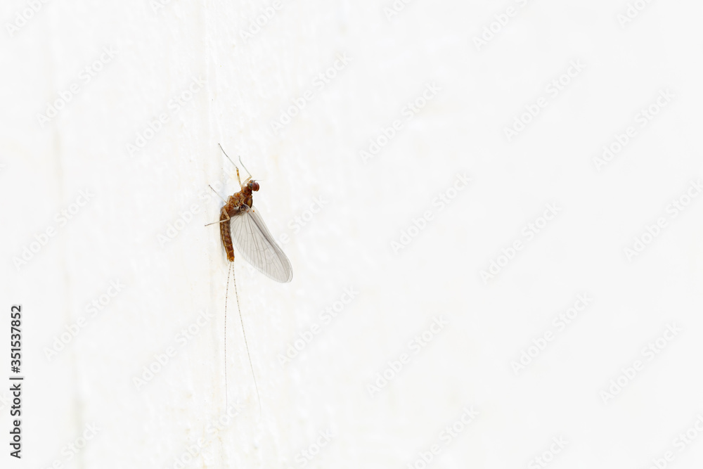 Efímera, insecto adulto posado en pared blanca. Ephemeroptero. Stock ...