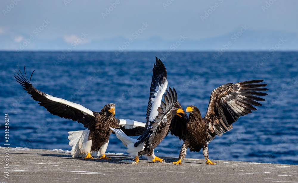 Group of the Steller's sea eagles and White-tailed eagles on the pier ...