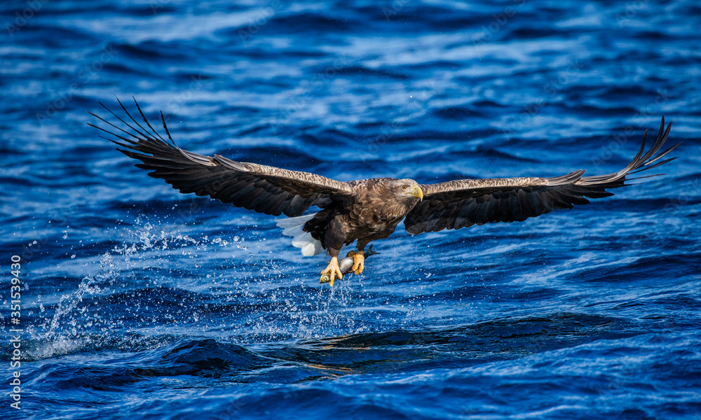 Steller's sea eagle in flight on a background of the sea with prey in ...