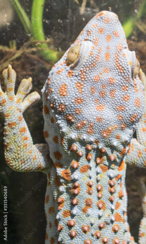 Tokay gecko also known as Gekko gecko Stock Photo | Adobe Stock