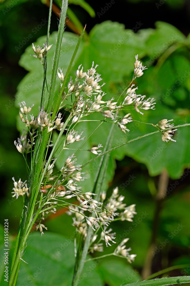 White wood-rush (Luzula luzuloides) - Weißliche Hainsimse, Weiße ...