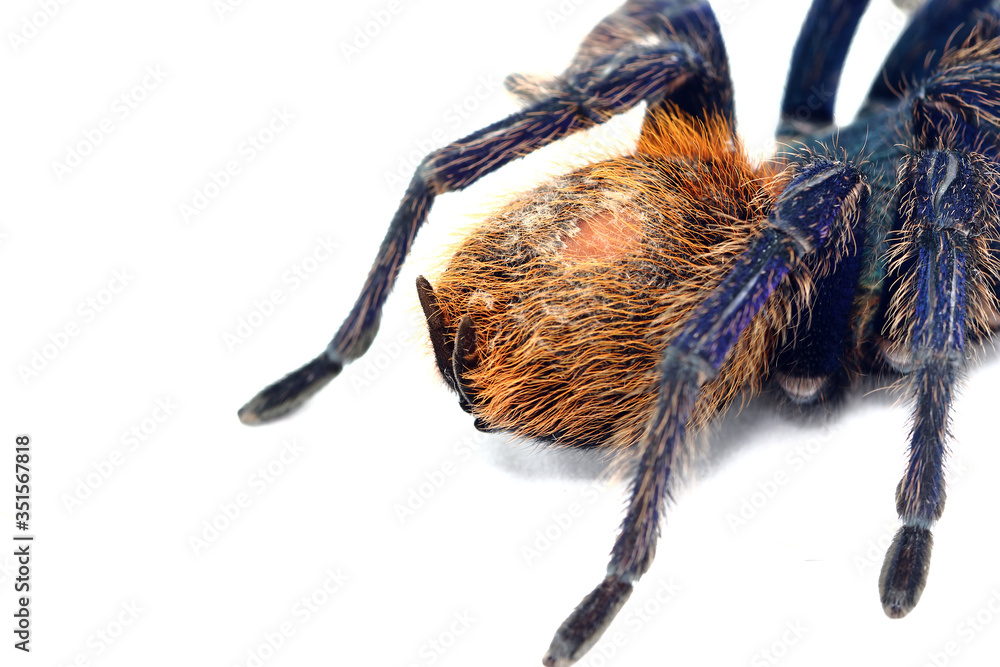 Abdomen and spinnerets of Greenbottle tarantula (Chromatopelma ...
