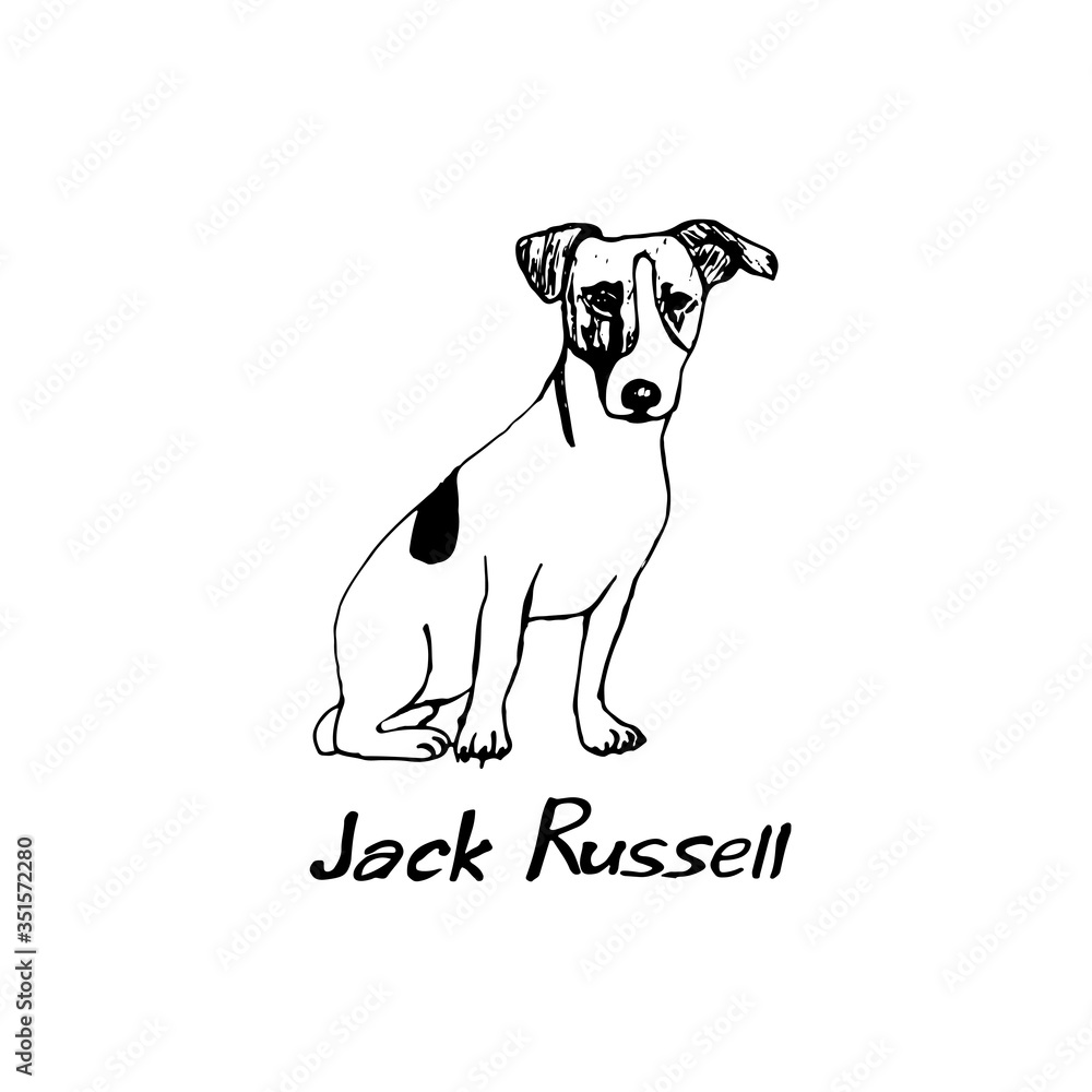 Thoroughbred dog Jack Russell. The dog is a friend of man. Vector ...