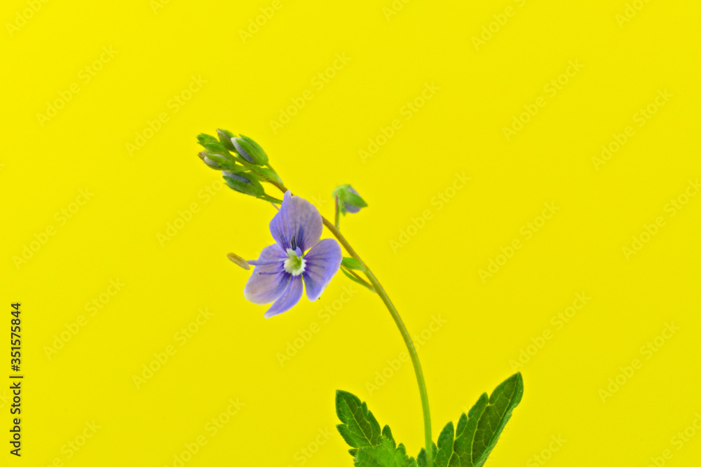 Tiny wild blue/violet spring flowers known as slender speedwell or ...