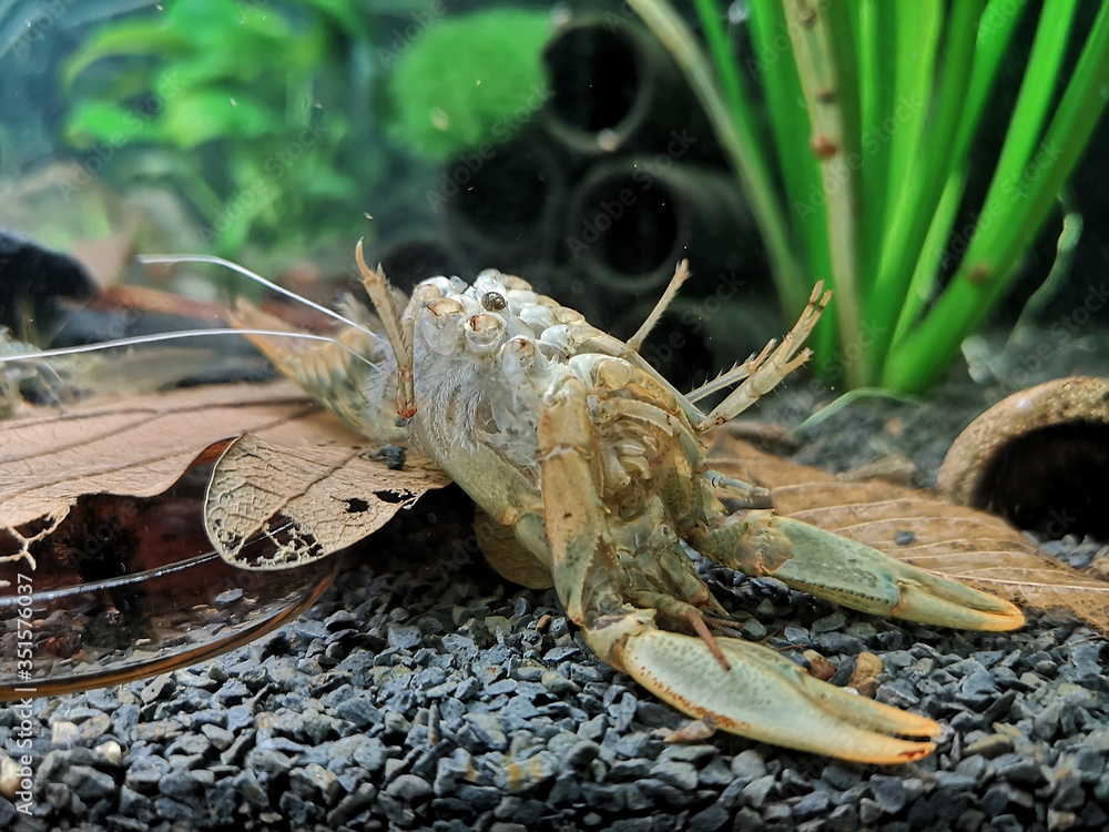 molted exoskeleton of a crayfish Stock Photo | Adobe Stock