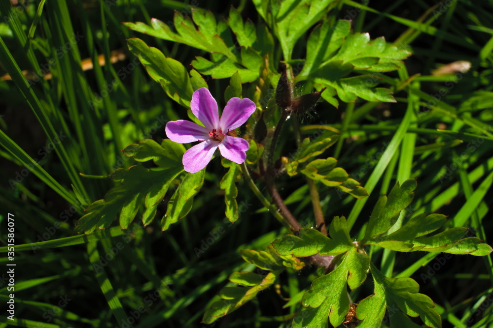 Beautiful violet, pink flower commonly known as Herb-Robert, Red Robin ...