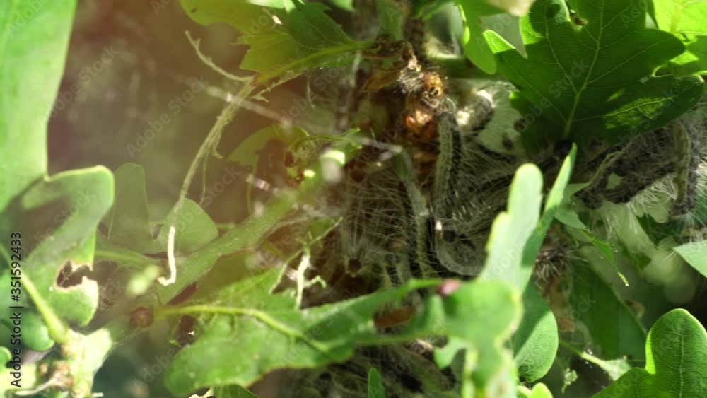 Oak Trees infested with larvae caterpillars. Toxic caterpillar ...