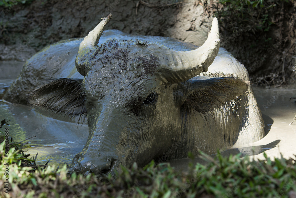 A Carabao enjoying the cool gray mud at a waterhole in Bohol. The ...