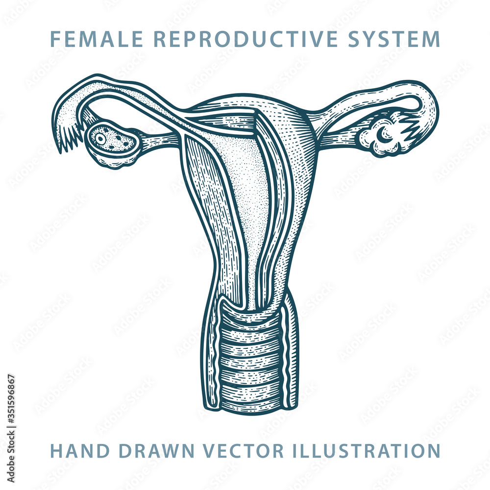 Woman Anatomy Female Reproductive System Hand Drawn Vector Images And