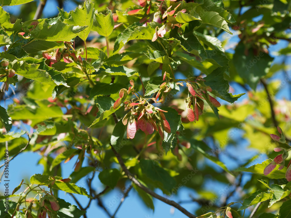 (Acer tartaricum) Gros plan sur samares ailés vert et rouge, fruits de ...