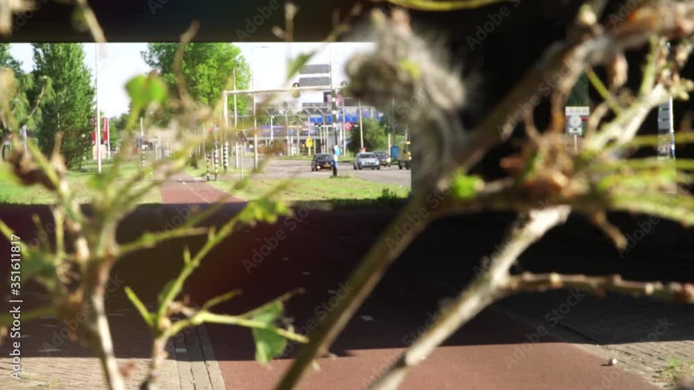 Toxic caterpillar infestation plagues oak trees in Europe citys ...