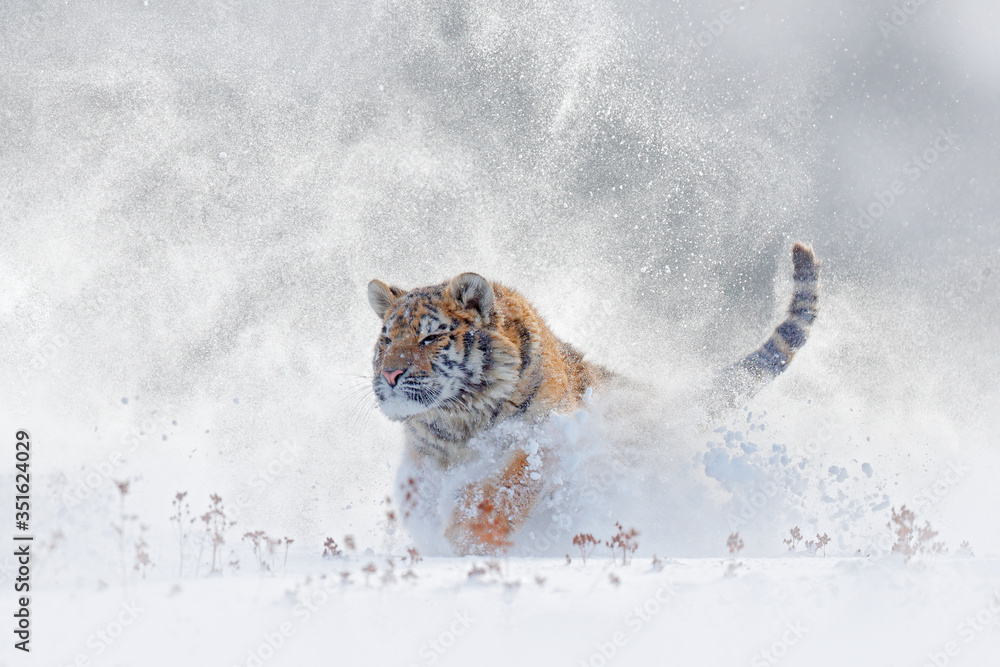 Tiger in wild winter nature, running in the snow. Siberian tiger, Panthera tigris altaica ...