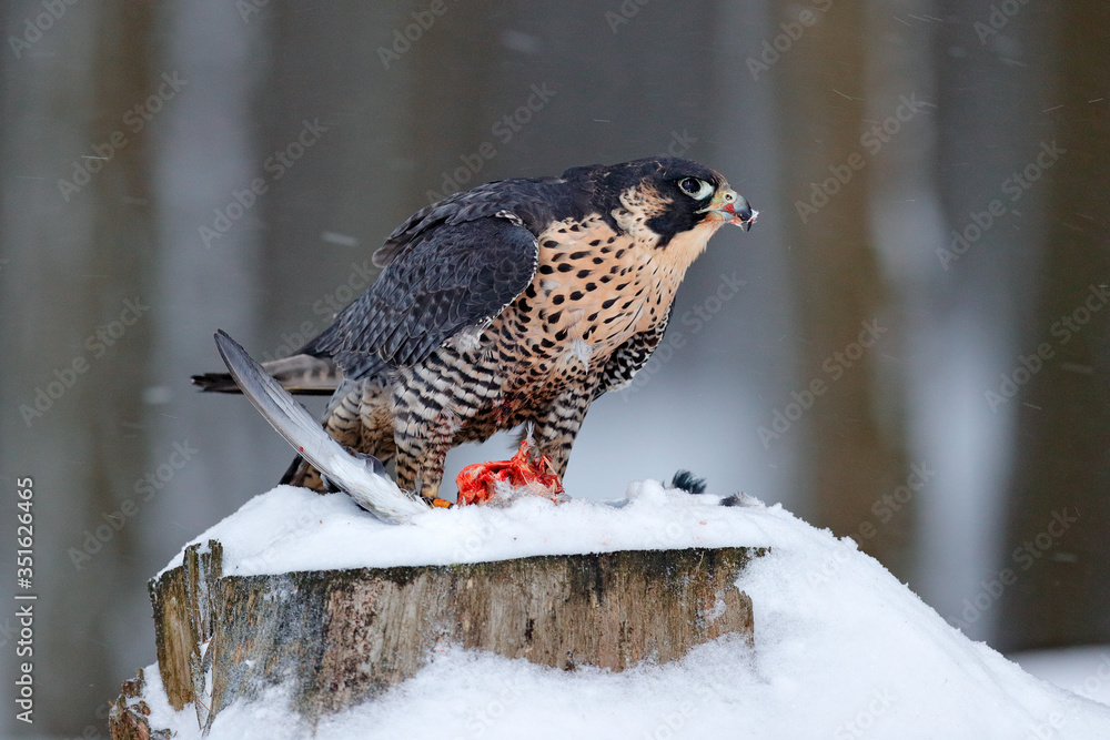 Peregrine Falcon, bird of prey sitting on the tree stump with catch ...