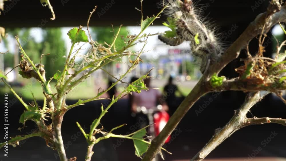 Toxic caterpillar infestation plagues oak trees in Europe citys ...
