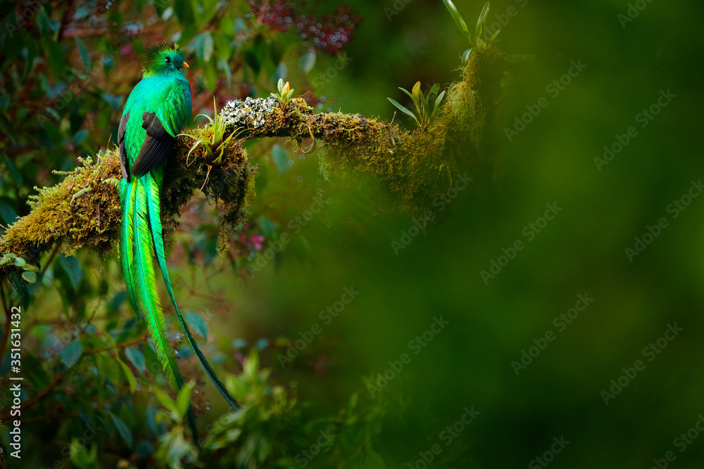 Quetzal Wild Life World