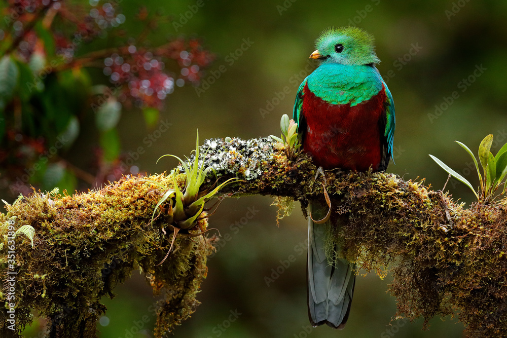Quetzal, Pharomachrus mocinno, from nature Costa Rica with pink flower ...