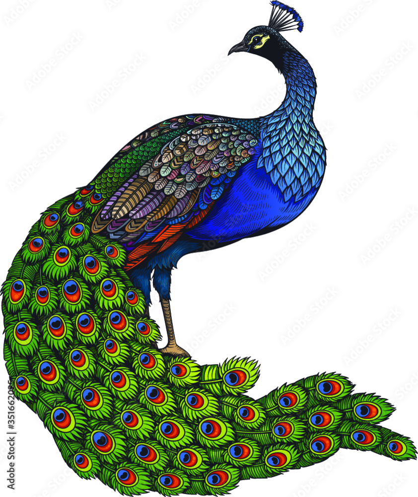 Vector Color Peacock Bird Illustration Stock Vector Adobe Stock