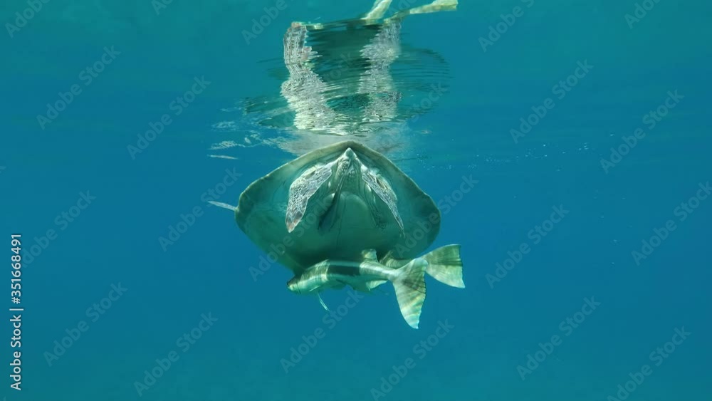 Sea turtle with three Remorafish under shell dives to deep. Follow shot ...