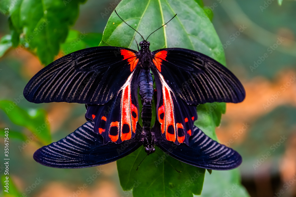 red scarlet butterfly couple mating, tropical insect specie from the ...