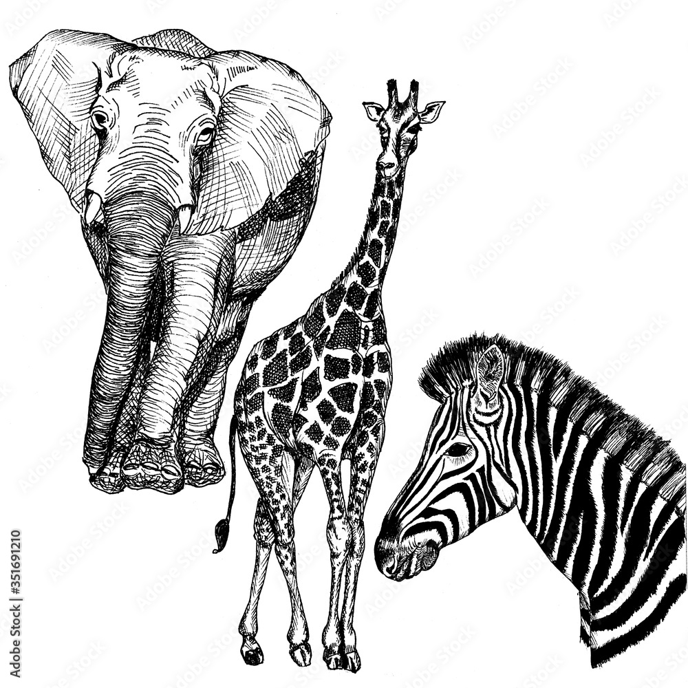 set of drawings of african animals on a white background, giraffe ...