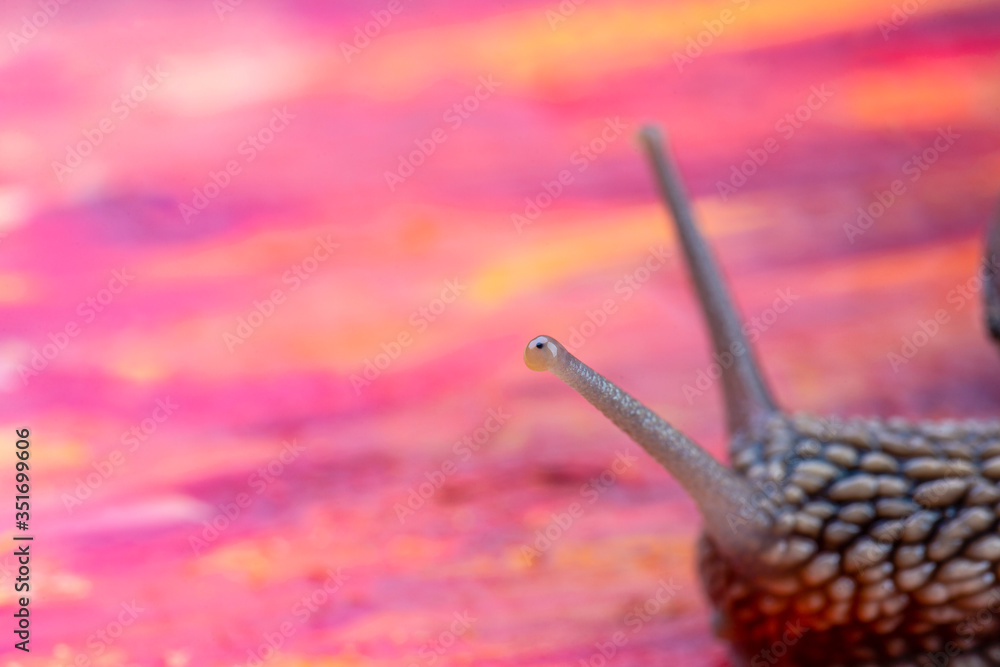 snail eyes shot close up on a colorful background with free space on ...