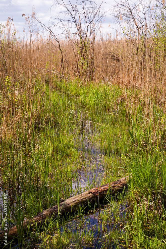 Overgrown lake shore. Wood log in water. Lake Wspolne, Zolwie blota ...
