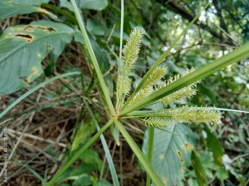 Cyperus rotundus (coco-grass, Java grass, nut grass, purple nut sedge ...