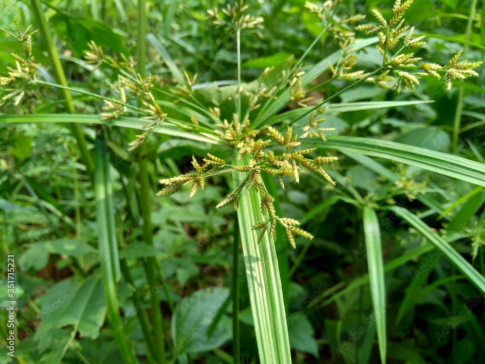 Cyperus rotundus (coco-grass, Java grass, nut grass, purple nut sedge ...