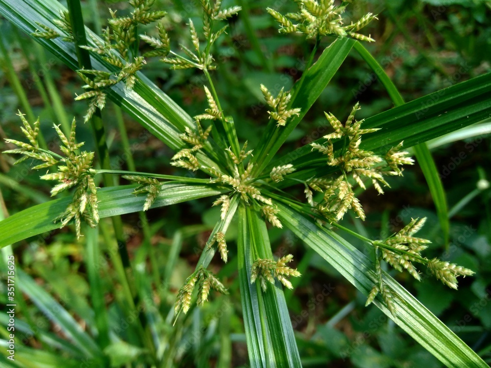 Cyperus rotundus (coco-grass, Java grass, nut grass, purple nut sedge ...