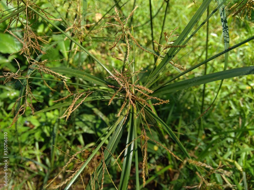 Cyperus rotundus (coco-grass, Java grass, nut grass, purple nut sedge ...
