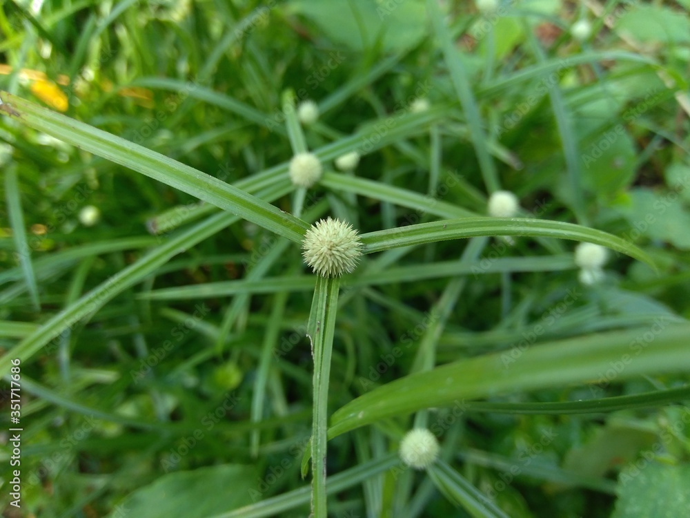 Cyperus rotundus (coco-grass, Java grass, nut grass, purple nut sedge ...