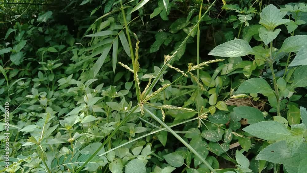 Cyperus rotundus (coco-grass, Java grass, nut grass, purple nut sedge ...