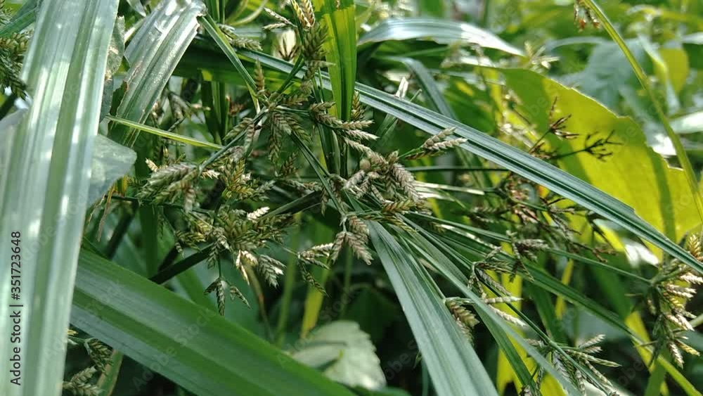 Cyperus rotundus (coco-grass, Java grass, nut grass, purple nut sedge ...