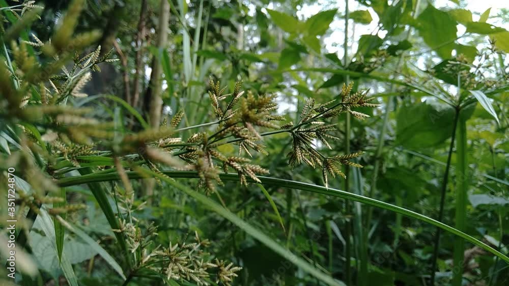 Cyperus rotundus (coco-grass, Java grass, nut grass, purple nut sedge ...