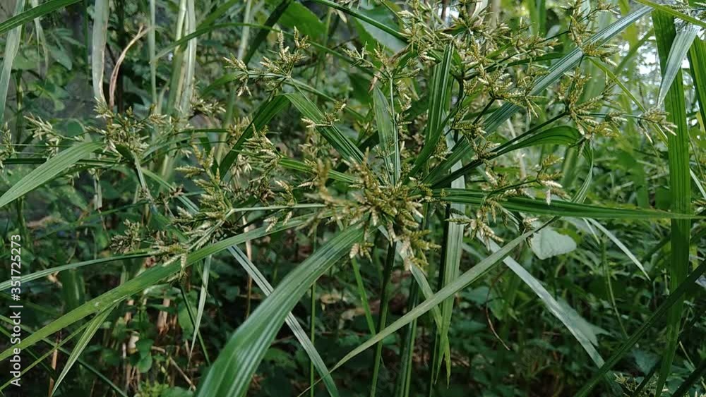 Cyperus rotundus (coco-grass, Java grass, nut grass, purple nut sedge ...
